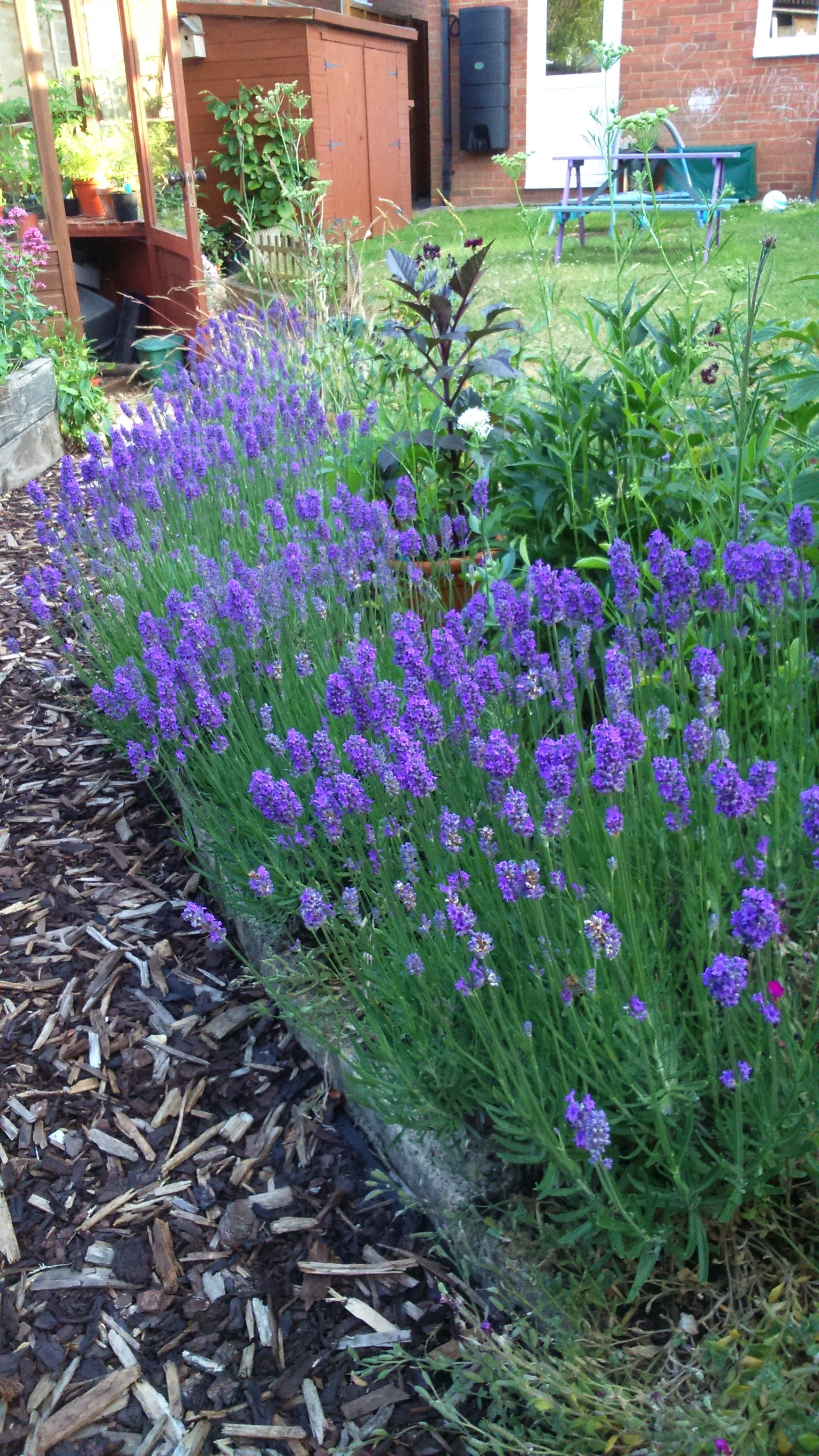 Lavandula angustifolia ‘Dwarf Blue’ hedge – Nic Wilson